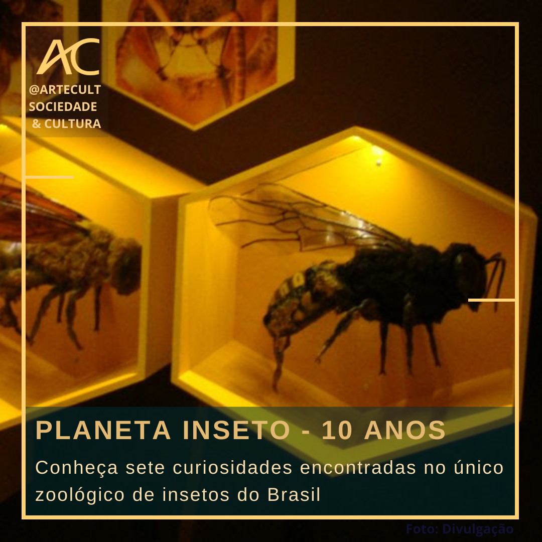 PLANETA INSETO – 10 anos: Conheça sete curiosidades encontradas no ...